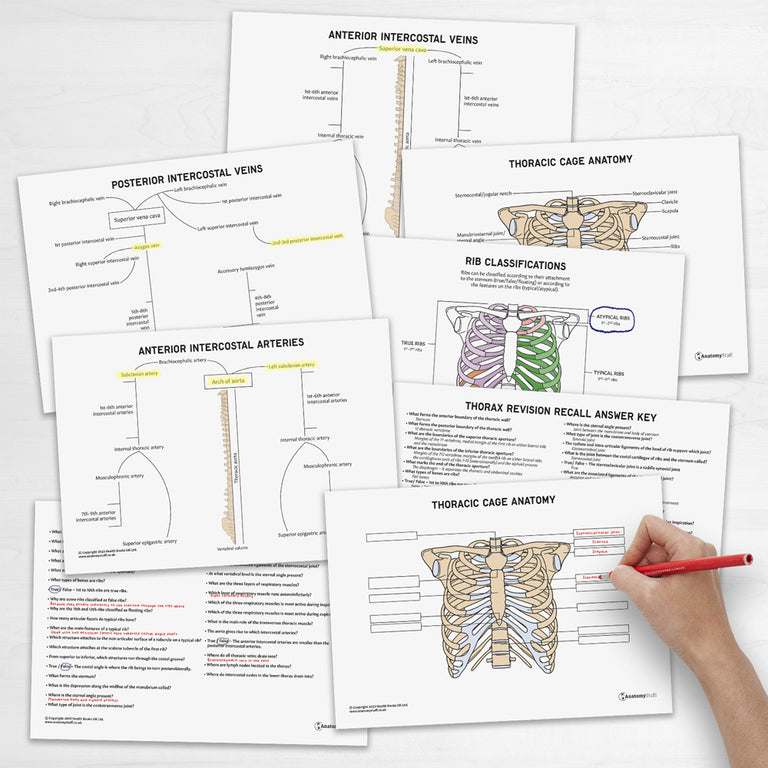 Thorax Revision Guide Digital Download | Medical School Revision ...