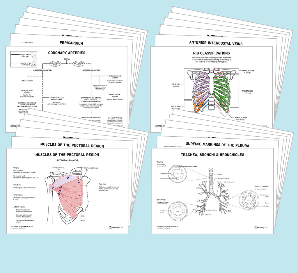 Anatomy Revision Worksheets | AnatomyStuff