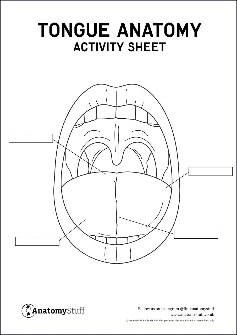 Tongue Anatomy Activity Sheet PDF – AnatomyStuff Staging Tongue Anatomy Activity Sheet PDF – AnatomyStuff Staging