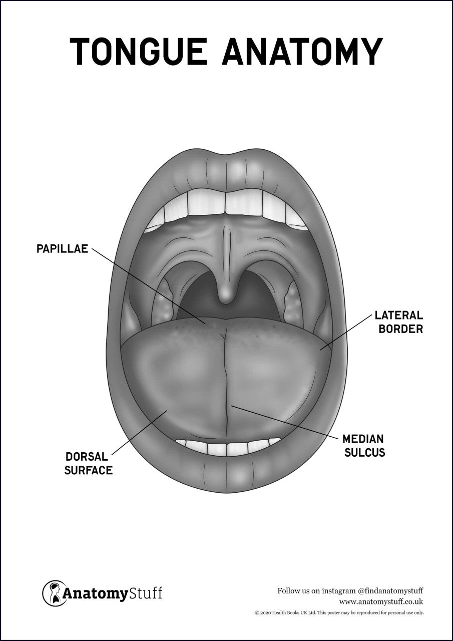 Mouth Anatomy Under Tongue Anatomy Diagram Book