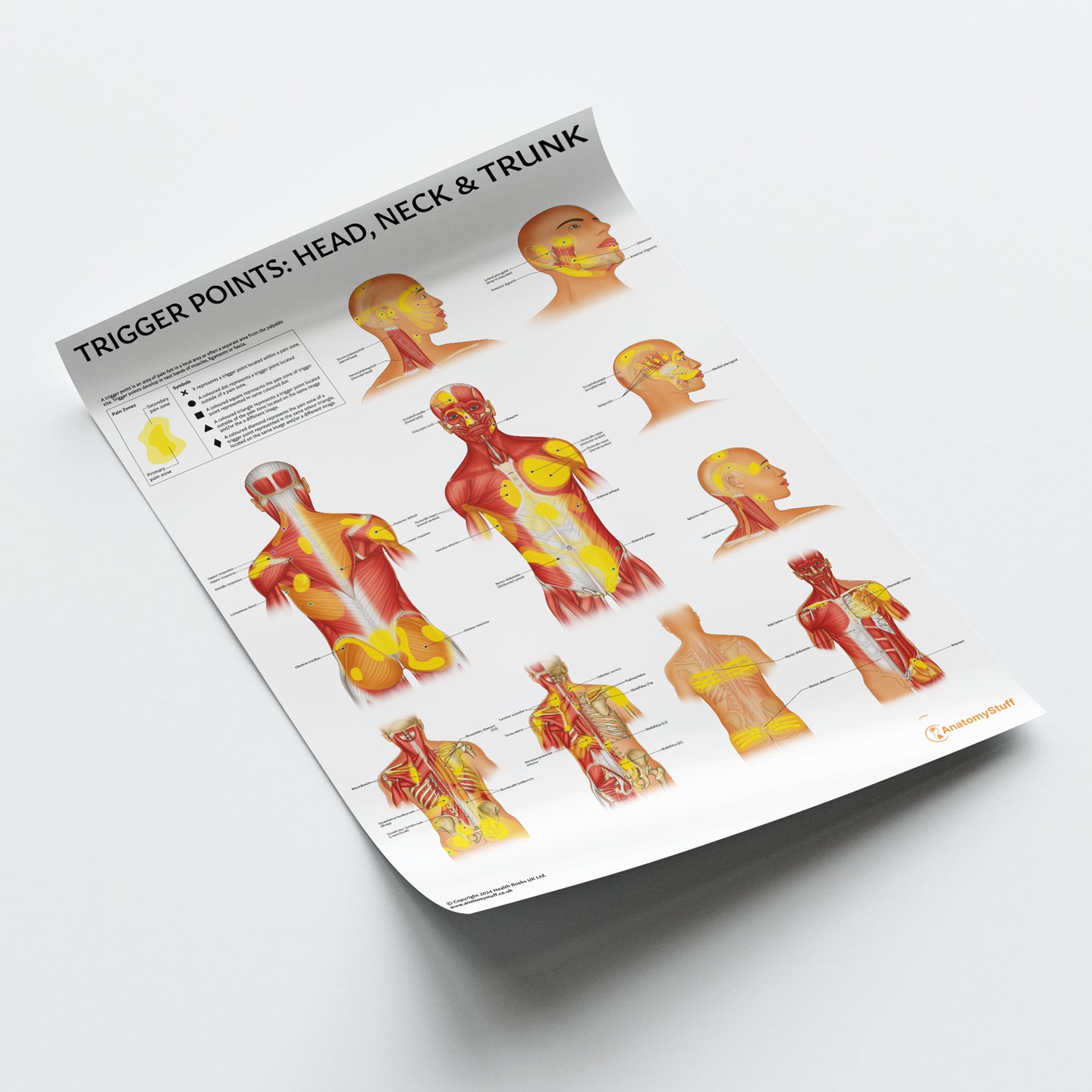 Trigger Points: Head, Neck & Trunk | Myofascial Pain Charts – AnatomyStuff