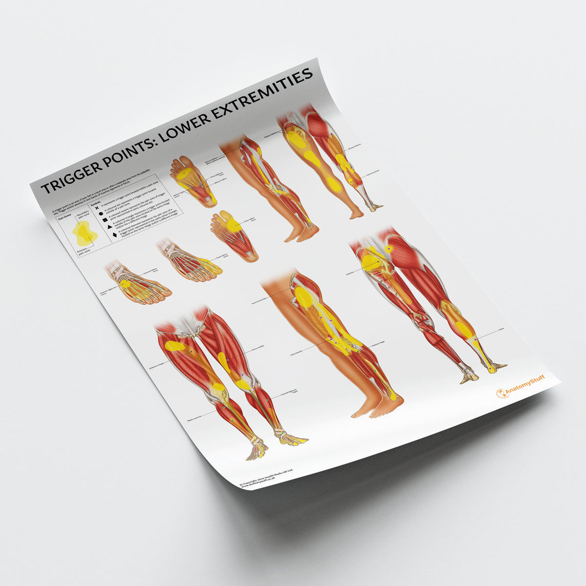 Trigger Points: Lower Extremities | Myofascial Pain Charts – AnatomyStuff