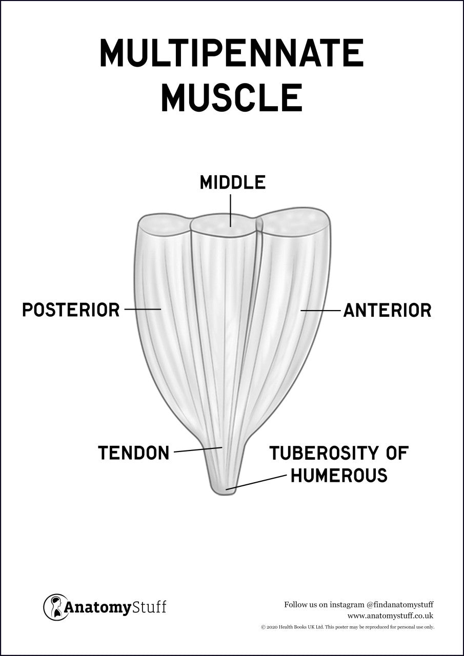 Types of Muscles Poster PDF – AnatomyStuff