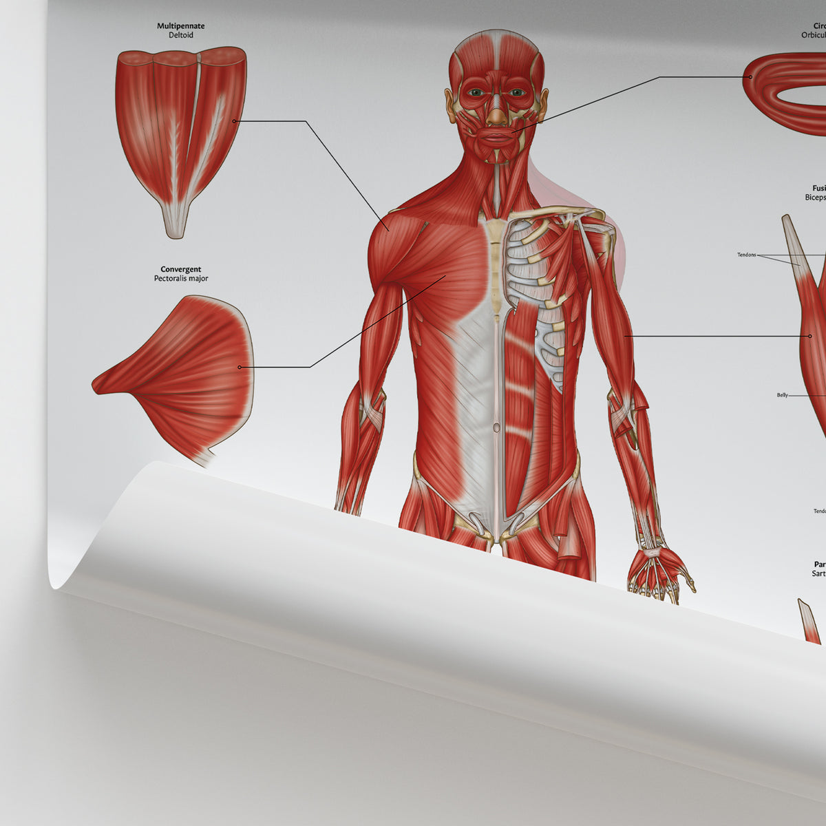 Types of Skeletal Muscles Poster | Muscle Anatomy Chart – AnatomyStuff