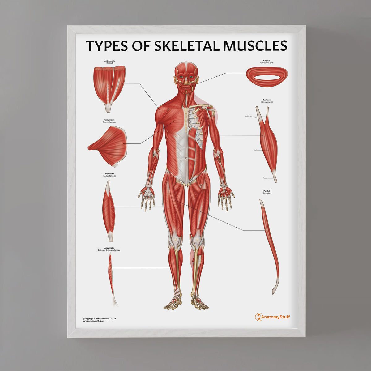 Types of Skeletal Muscles Poster | Muscle Anatomy Chart – AnatomyStuff
