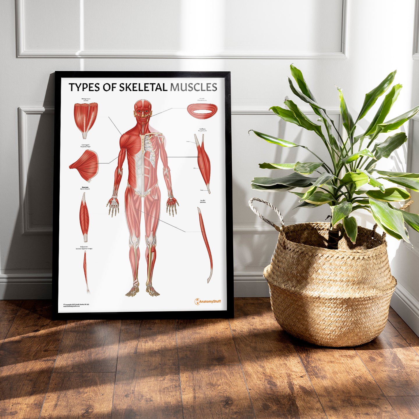 Types of Skeletal Muscles Poster | Muscle Anatomy Chart – AnatomyStuff