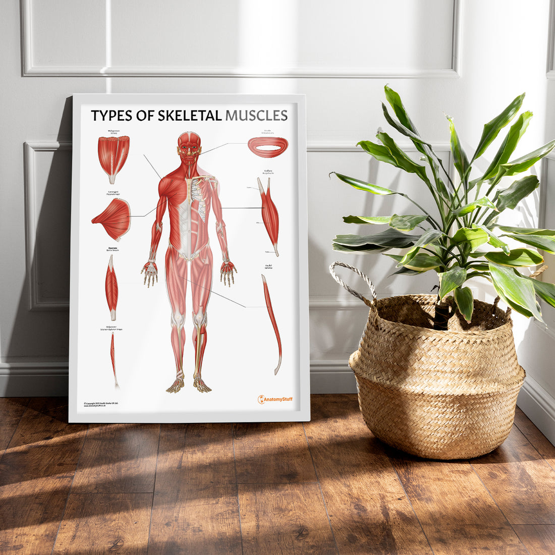 Types of Skeletal Muscles Poster | Muscle Anatomy Chart – AnatomyStuff