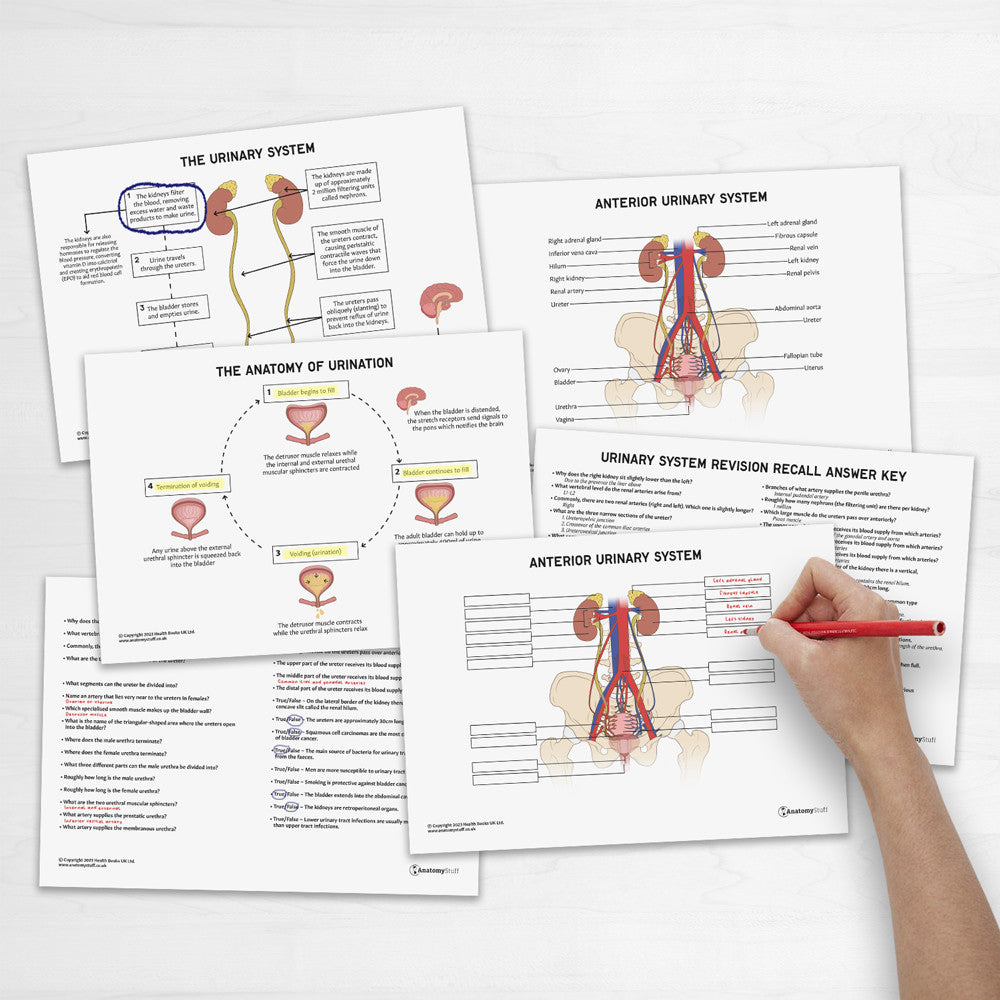 Urinary System Anatomy Revision Worksheets | AnatomyStuff