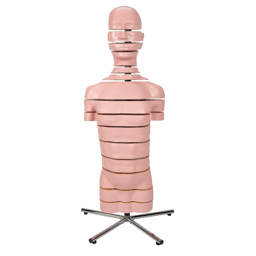 MRI Torso Model Sections 1001237 / VA20 | Torso Transverse Section ...