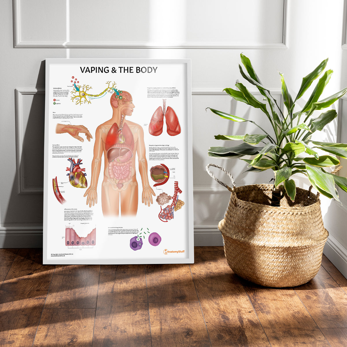 Vaping and The Body Poster | Vaping Education Chart – AnatomyStuff