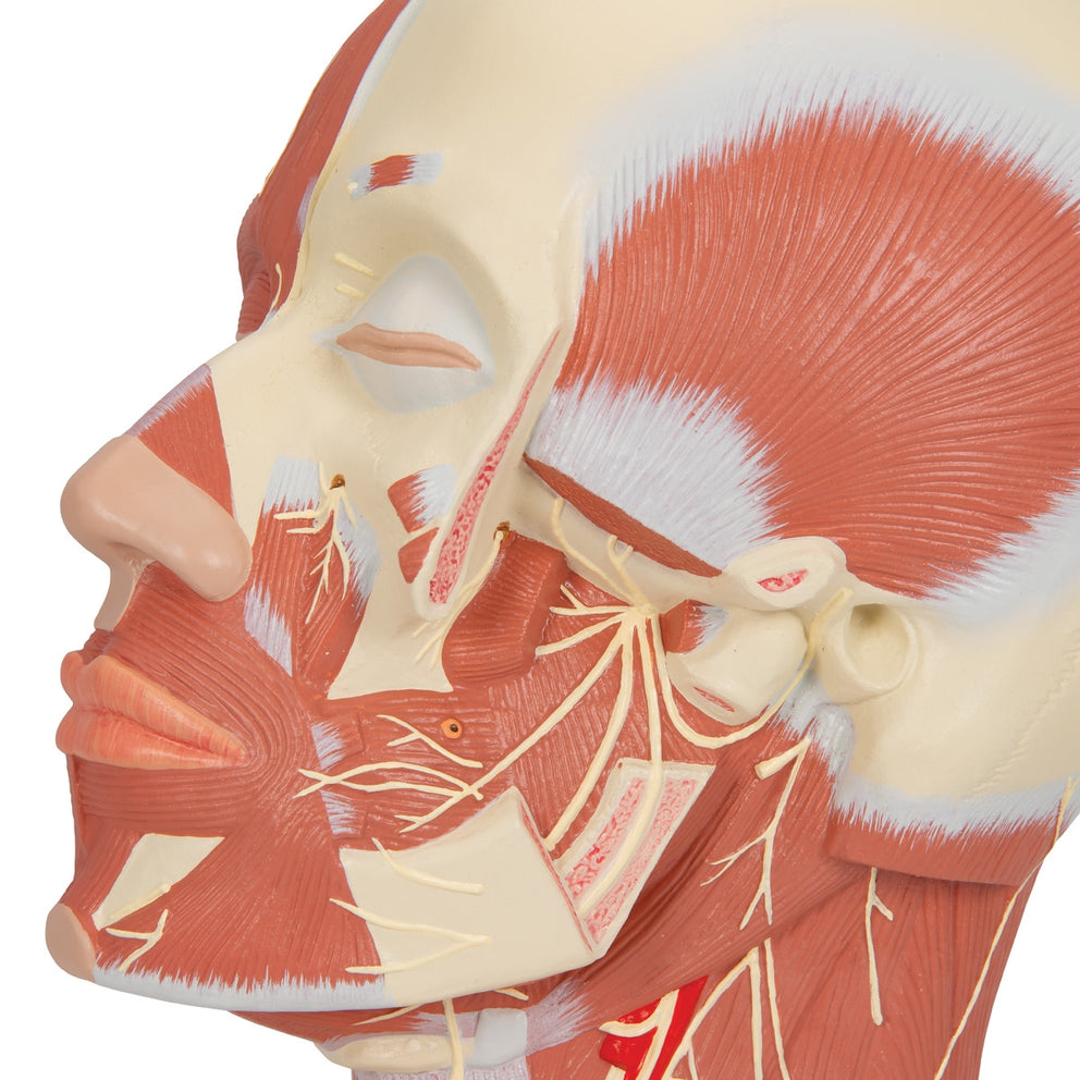 Head Musculature Model with Nerves 1008543 / VB129| Face Anatomical ...