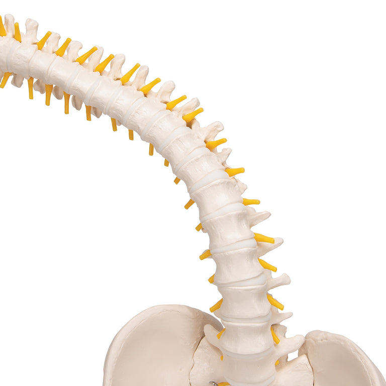Flexible Spine Model with Soft Intervertebral Discs VB84 1008545 ...