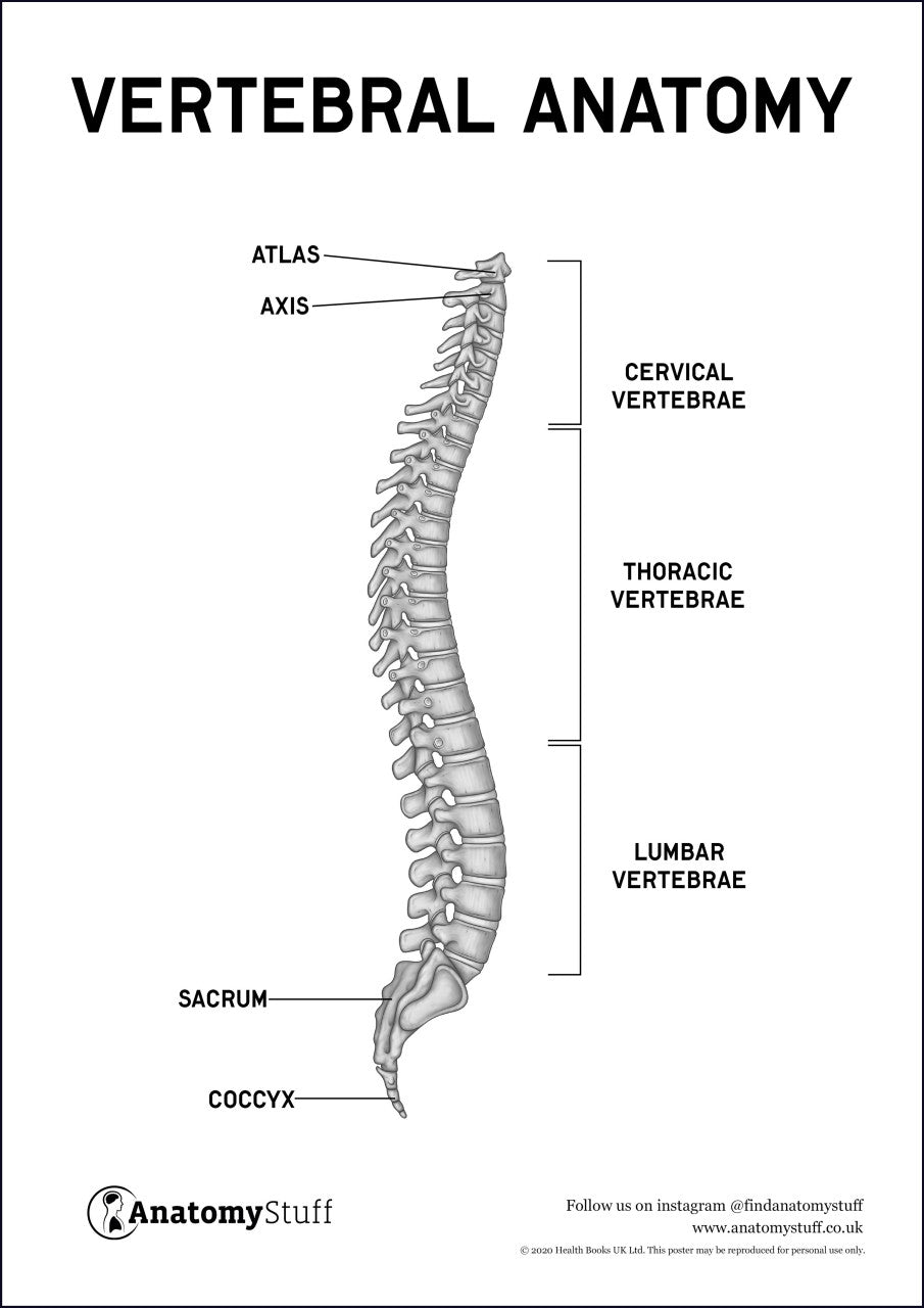 Vertebral Anatomy Poster PDF – AnatomyStuff Staging