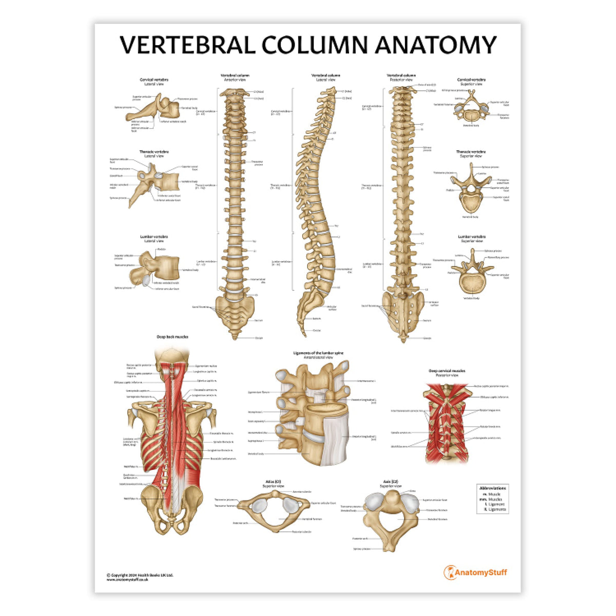 Vertebral Column Anatomy Chart | Spine Poster | Spinal Wallchart ...