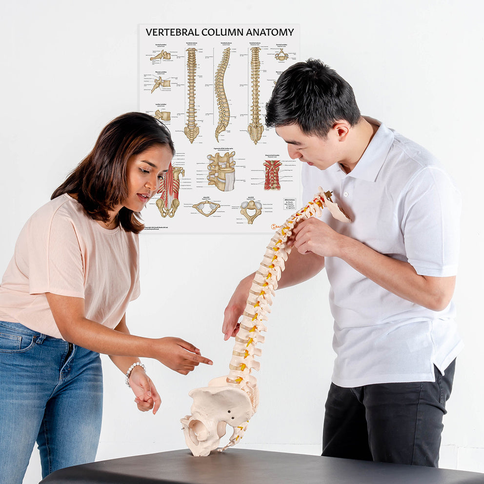 Budget Spine Model with Pelvis | Plastic Spinal Replica – AnatomyStuff
