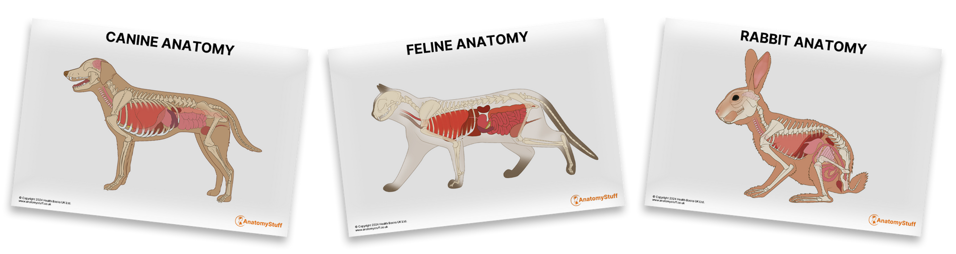 Vet Anatomy Free Download | AnatomyStuff