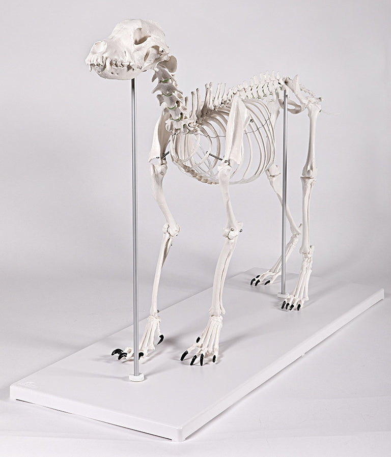 Veterinary Anatomy Models | Canine, Feline, Farm Animal & Equine ...