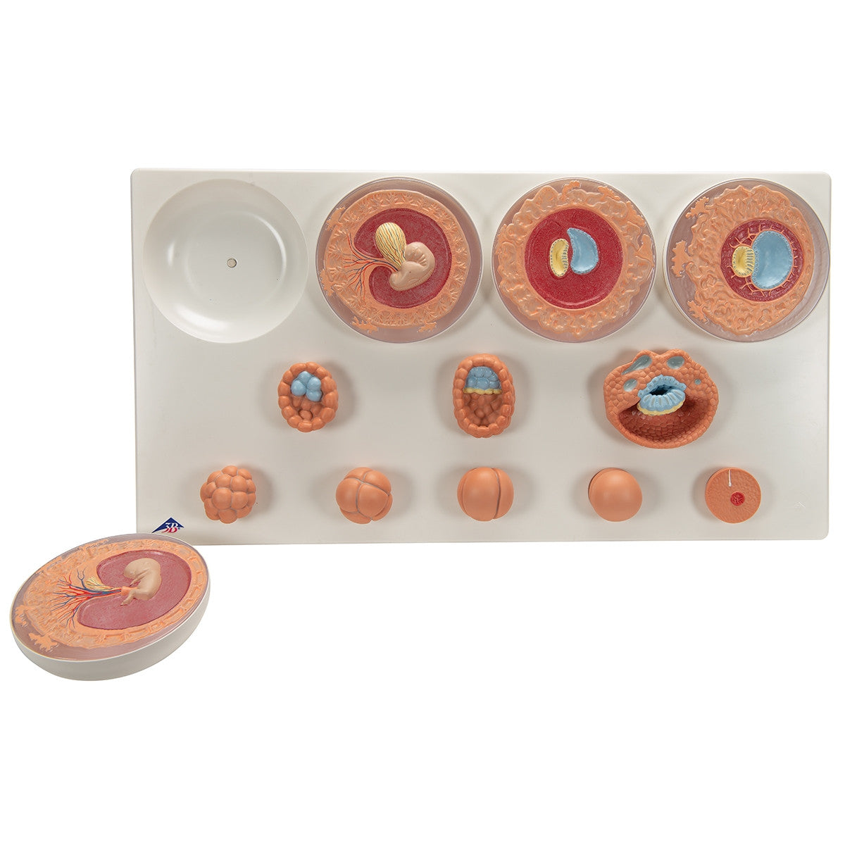 Embryonic Development Model in 12 stages VG391 / 1001257 | Embryology ...