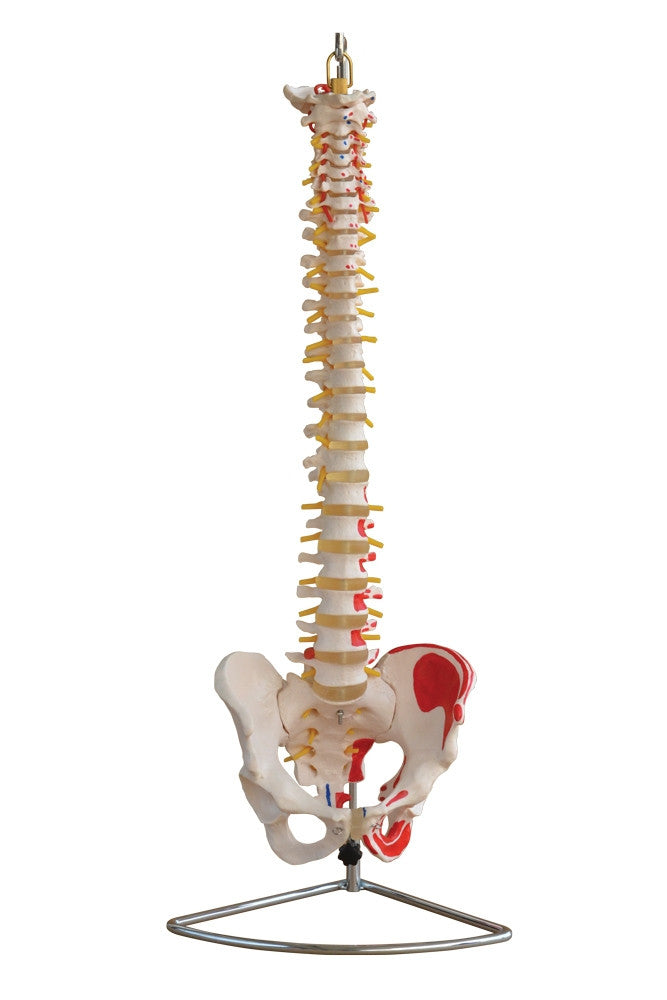 Budget Spine Model with Pelvis with Painted Muscles | Spine Musculature ...