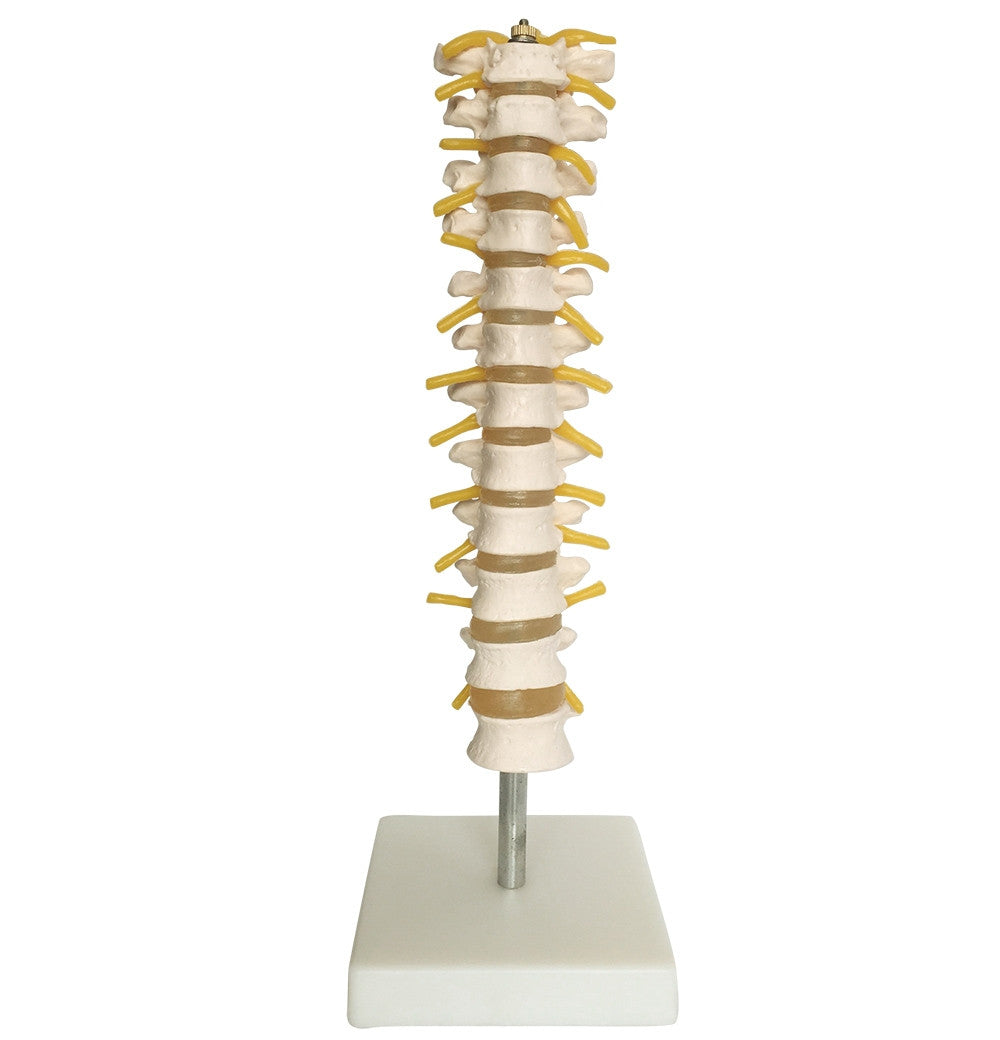 Thoracic Spine Models and Anatomy Posters – AnatomyStuff