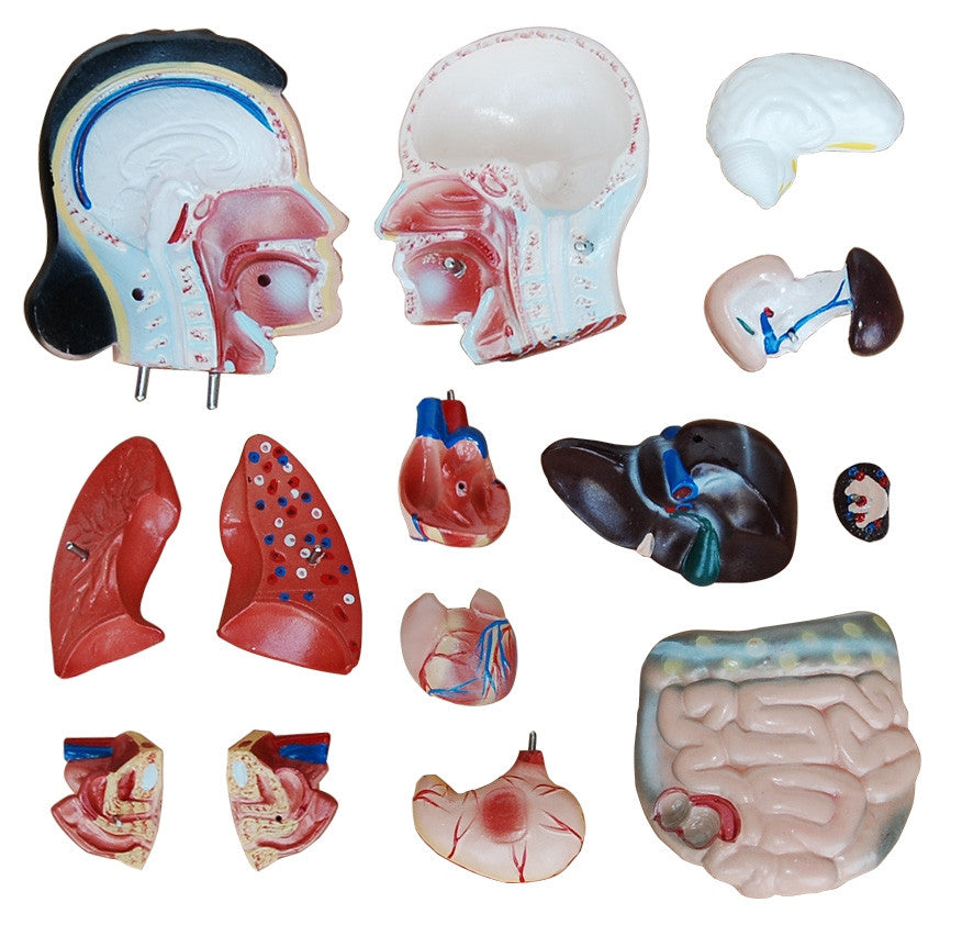 Torso Models and Anatomy Posters – Page 2 – AnatomyStuff