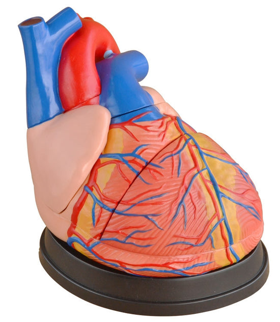 Heart Models and Anatomy Posters – AnatomyStuff