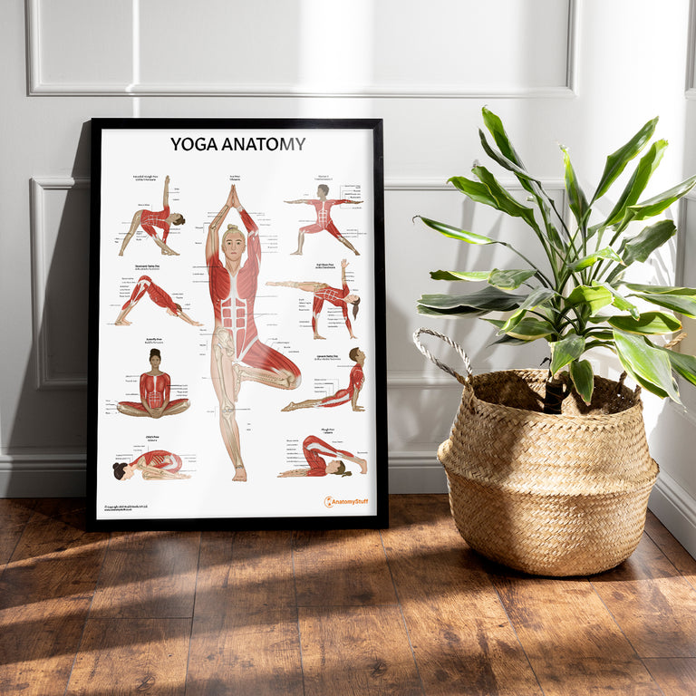 Yoga Anatomy Poster | Anatomical Yoga Chart | Anatomy of Yoga ...
